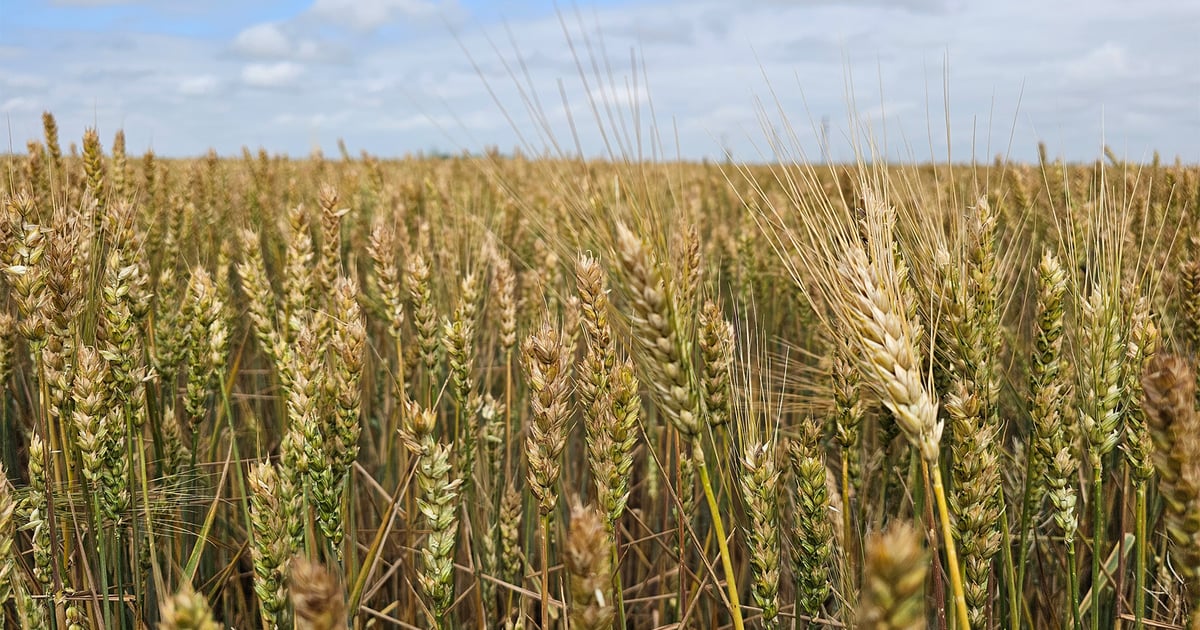 Rain and drought affect Southwest wheat harvest