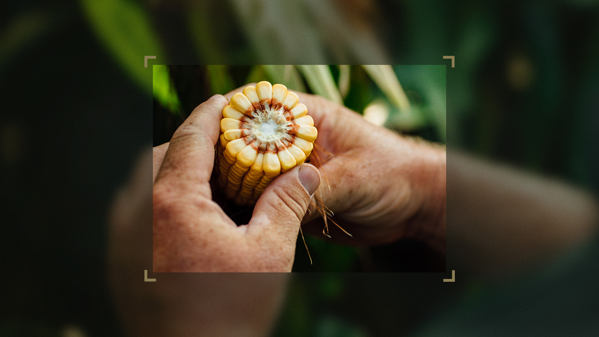 Pivot Bio PROVEN® G3 Results Show Higher Corn Yields