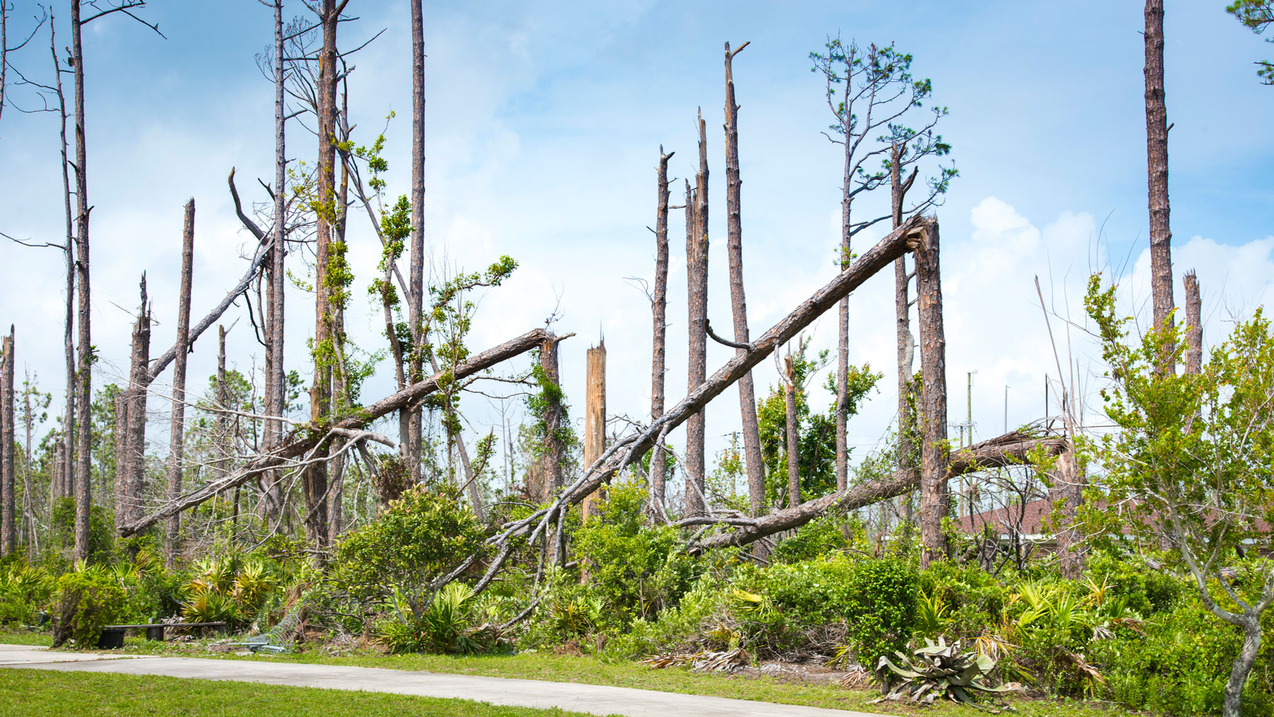 AI assess forest damage after hurricanes