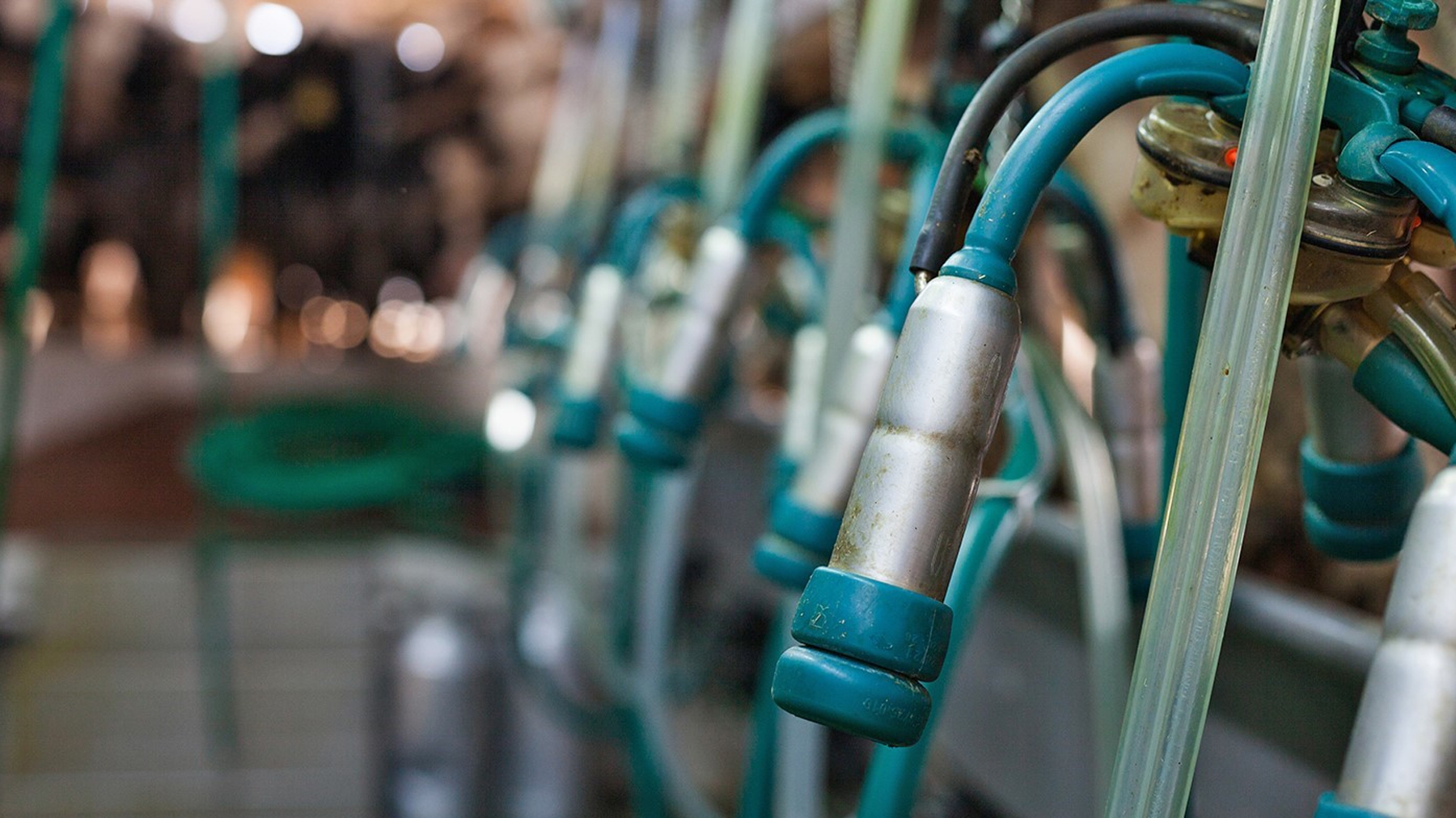 Tips to help cows, calves recover from difficult birth