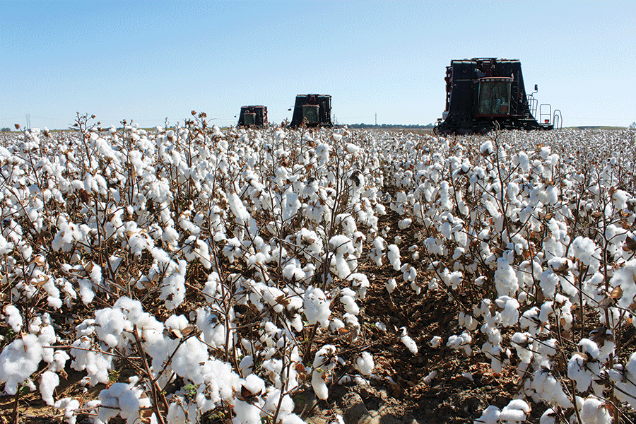 Cotton consumption on pace to set all-time world record