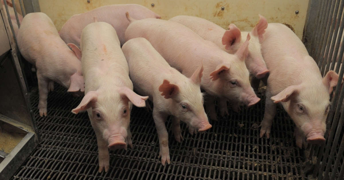 K-State researchers find key to improving weaned pig survivability
