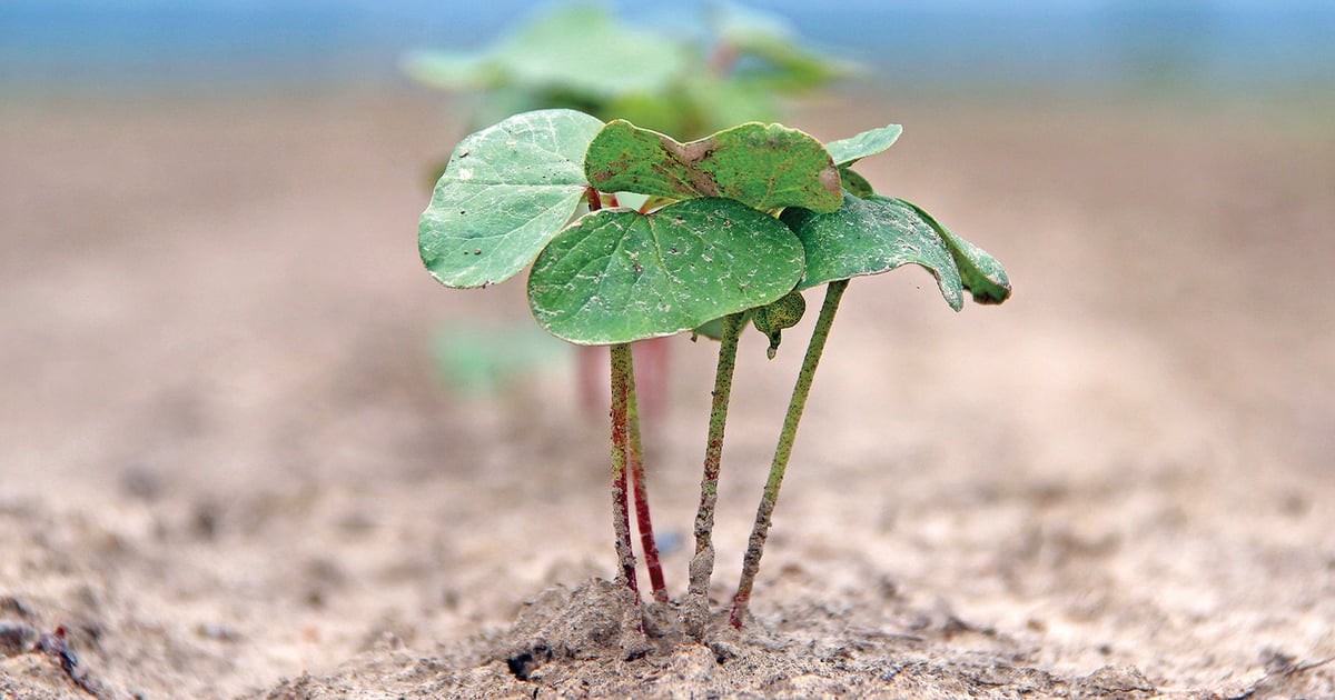 What you need to know before planting 2019 crops
