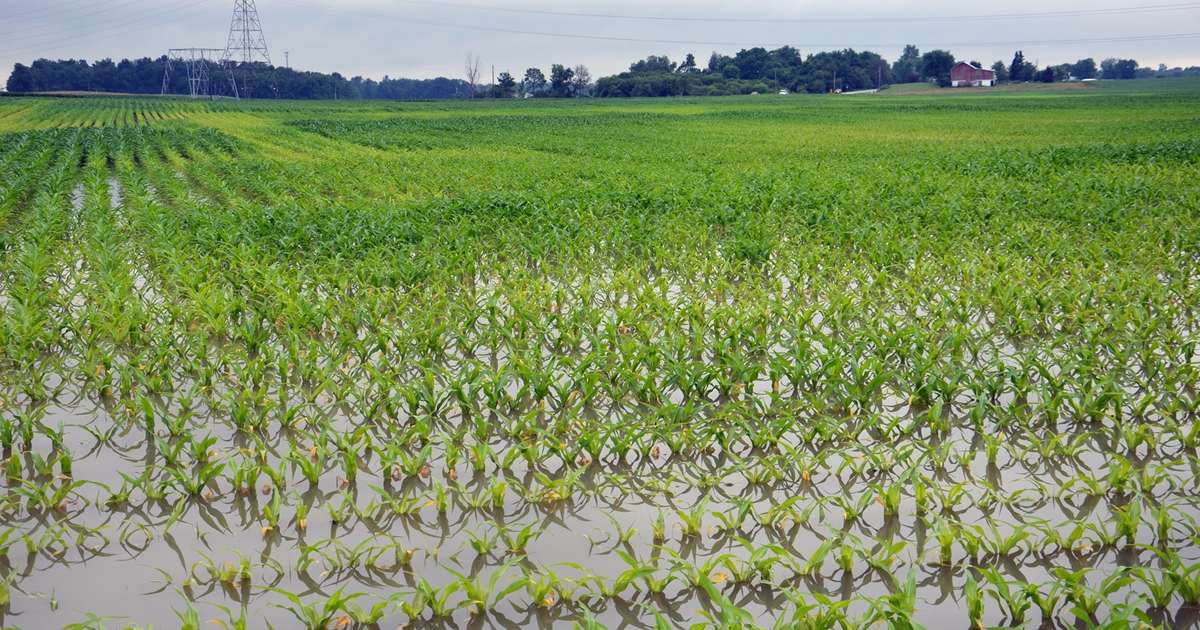 6 common yield-limiting factors in corn