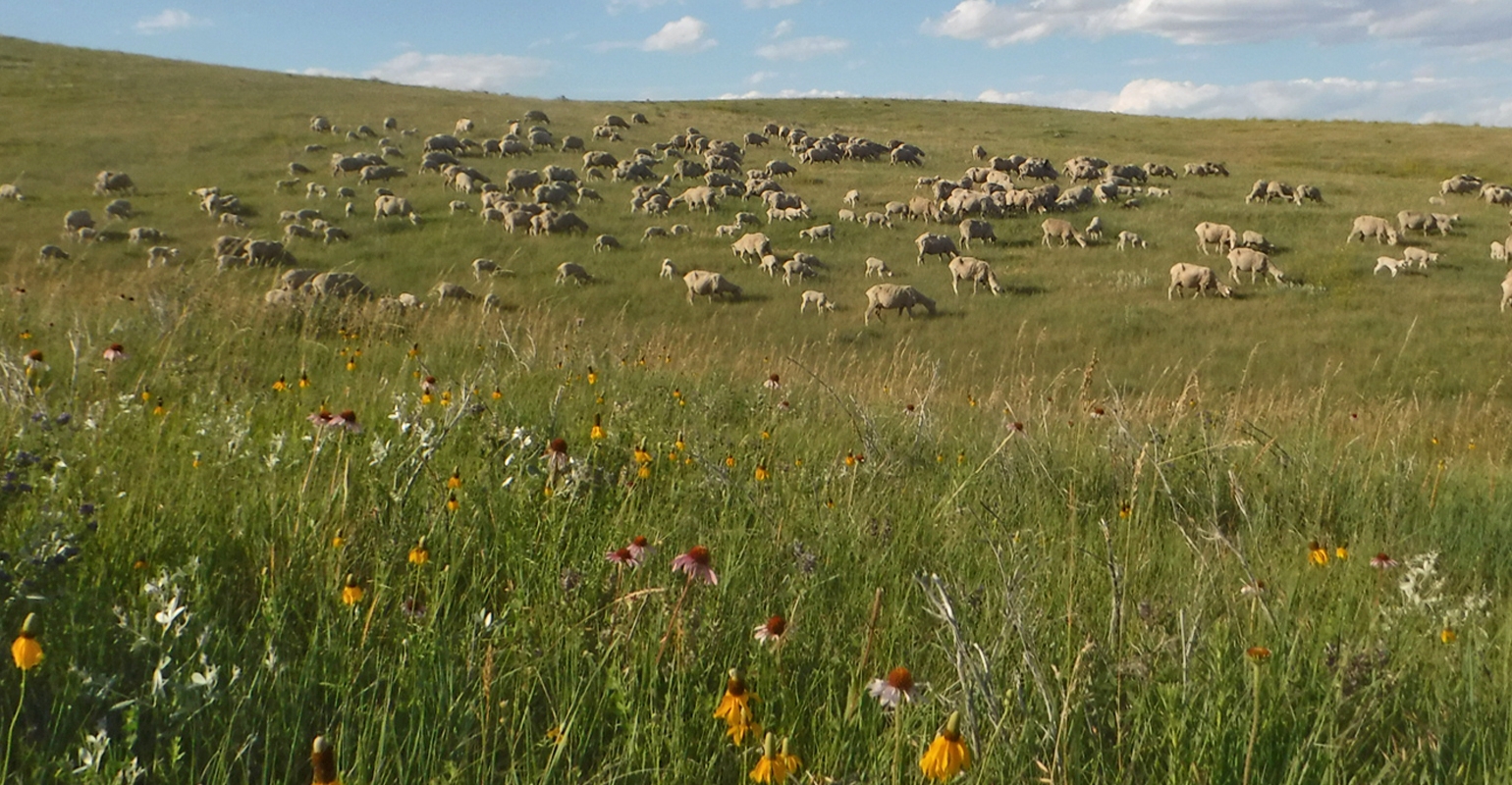 Dakotas targeted for working grasslands conservation