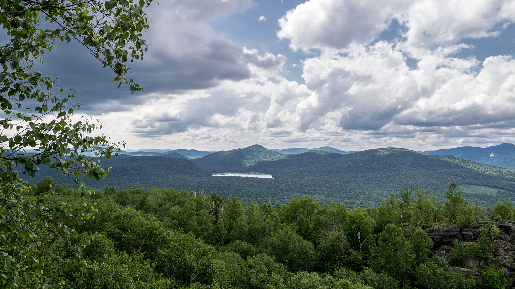 BASF unveils 19 new Xitavo soybean varieties for 2025