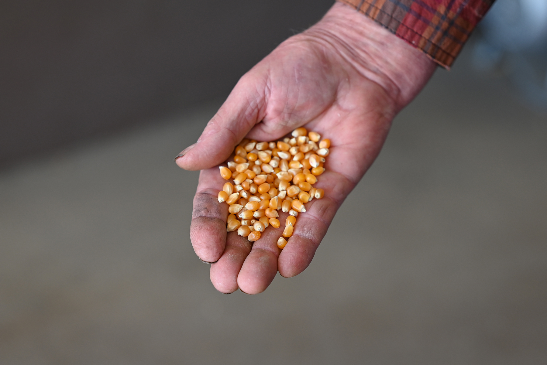 Michigan farmer pivots to popcorn, goes global