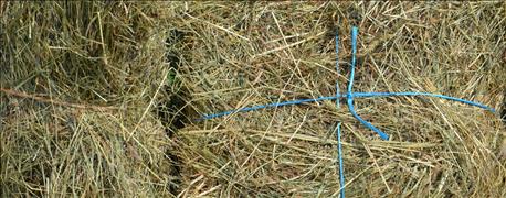 Four reasons why mid-summer hay may not deliver punch you expect