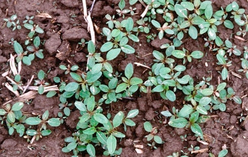Waterhemp sends out alarm as first weed with HPPD resistance | Farm ...
