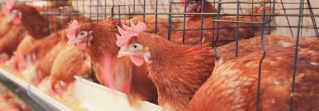 Avian influenza quarantine zones set in Crawford, Cherokee Counties