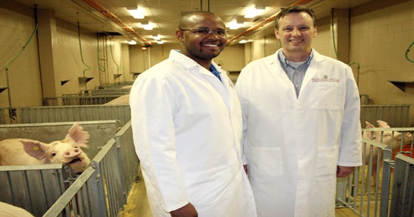 Georgia hogs may hold a key to medical breakthroughs for humans | Farm ...