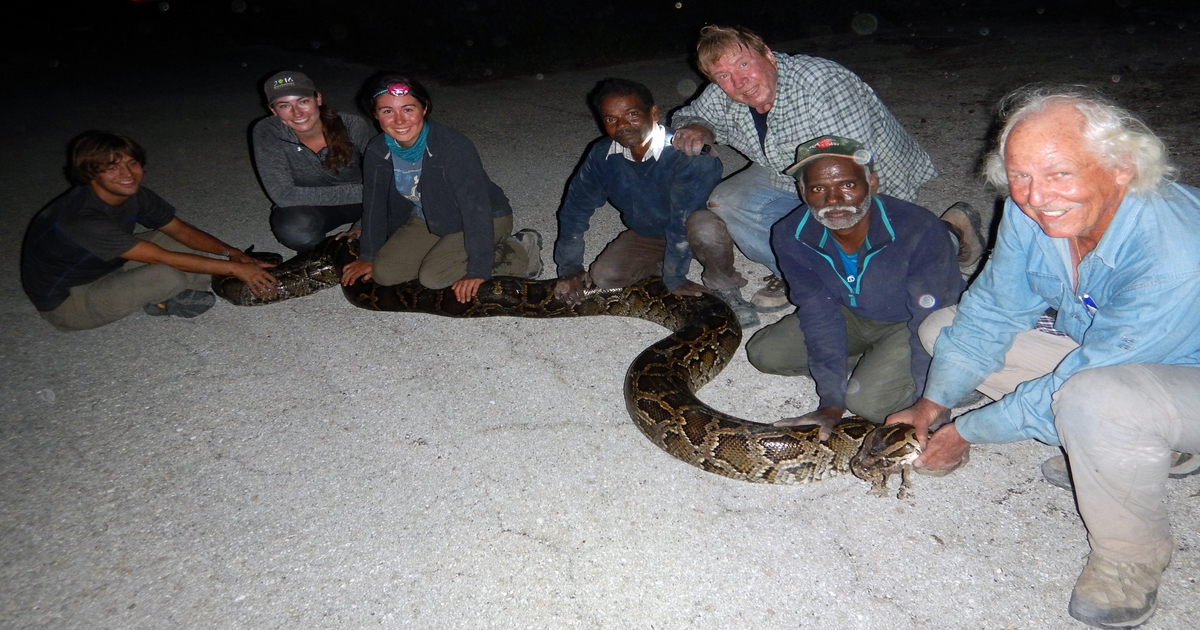 Renowned India snake hunters go after invasive Florida pythons