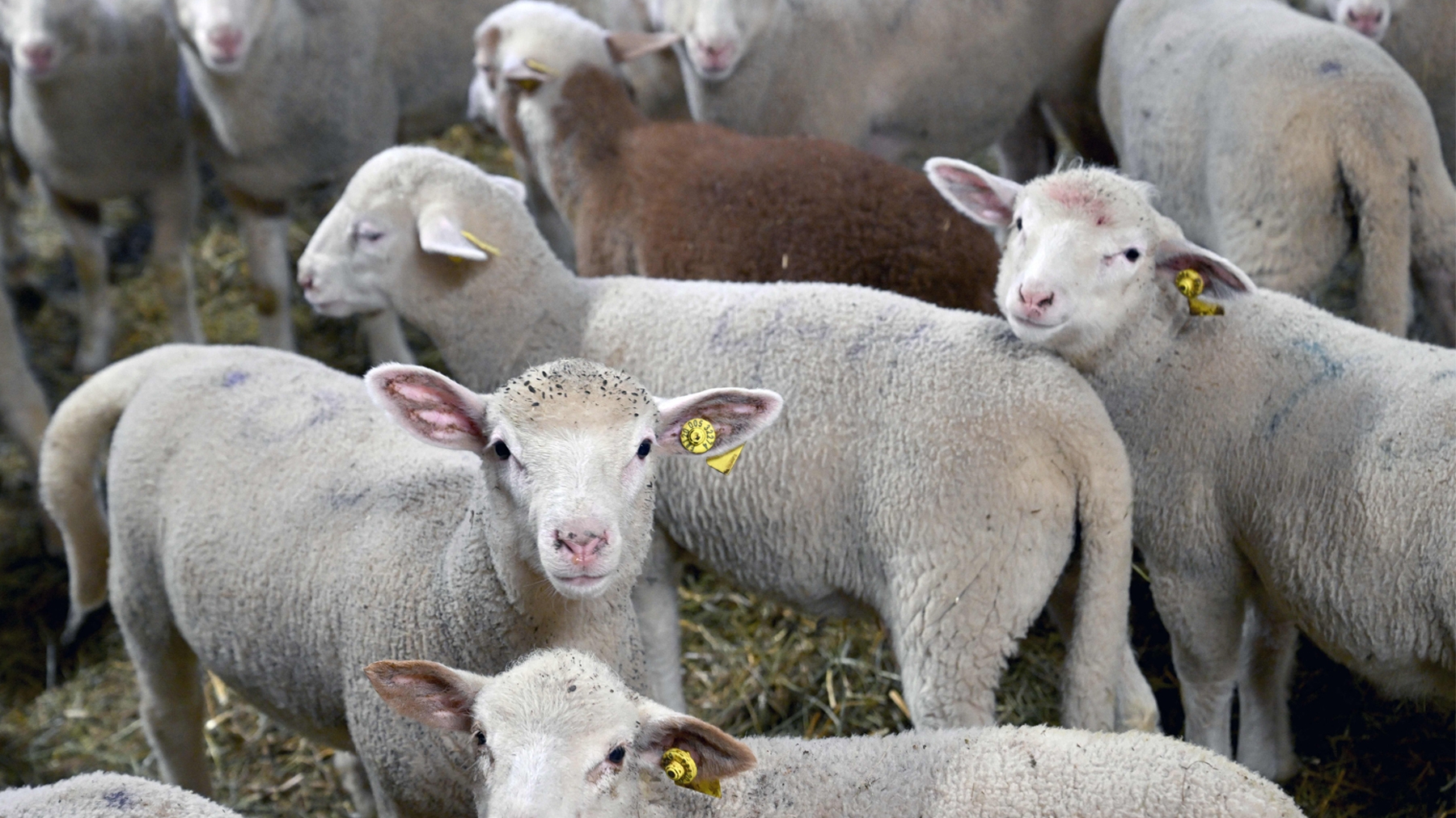 What do cattle and sheep have in common?