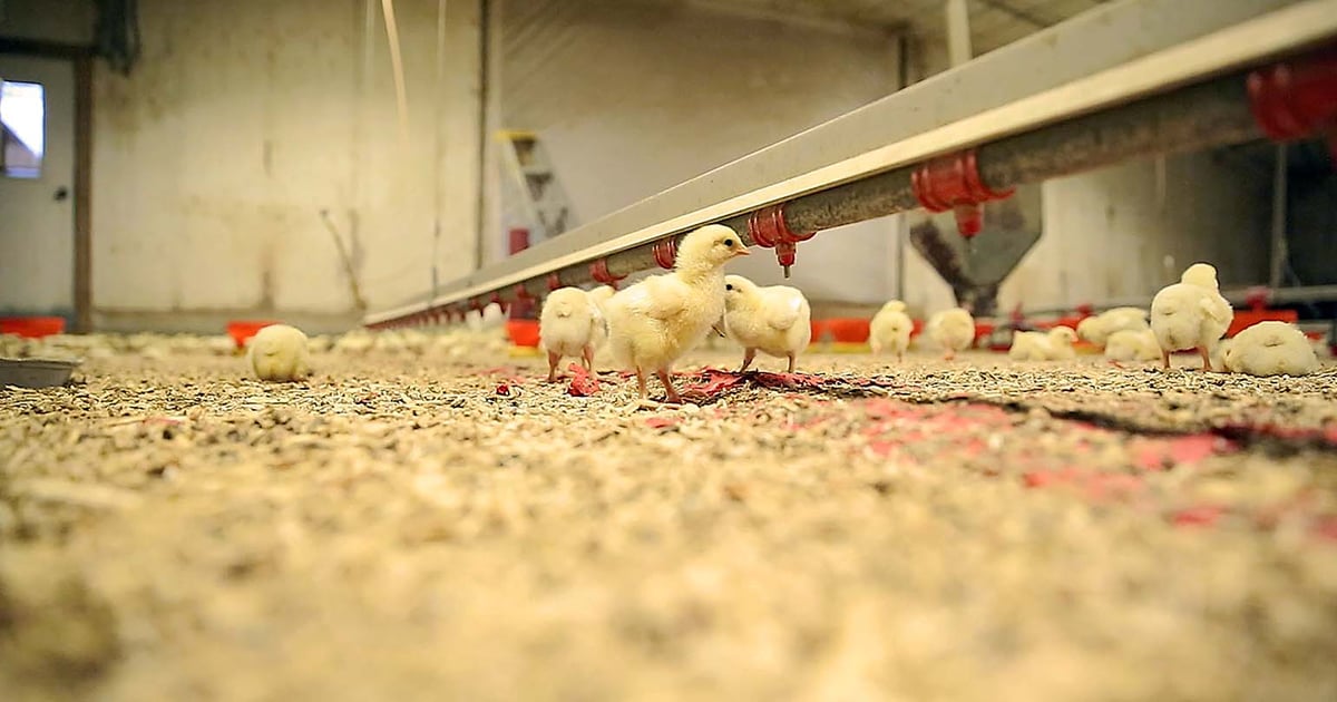 Tyson launches new animal well-being initiative