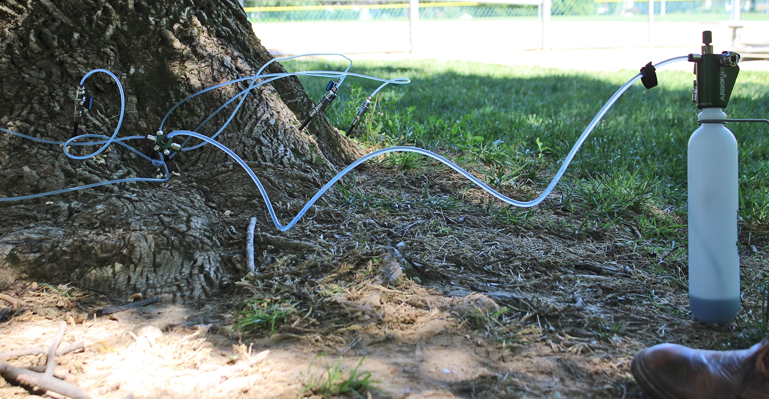 Injecting ash trees to protect from emerald ash borer