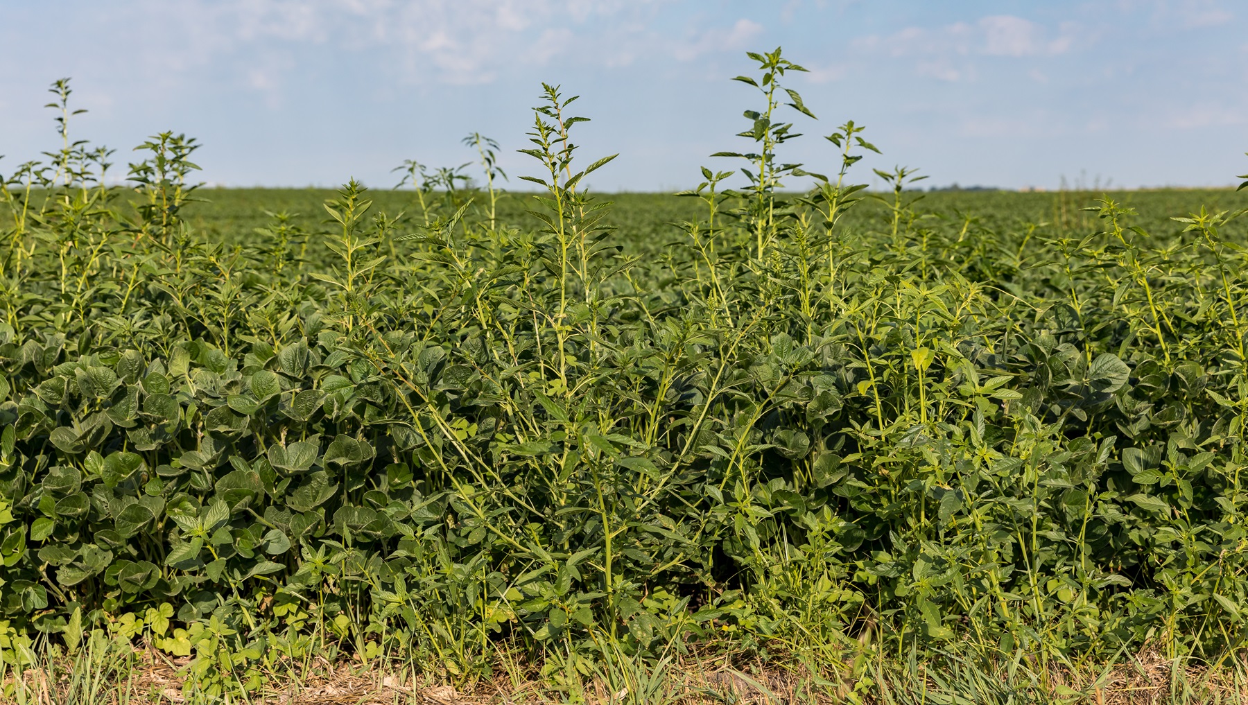 Tips for success with Liberty Ultra herbicide