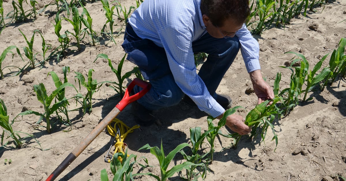 Corn Watch ’19 field off, running — finally