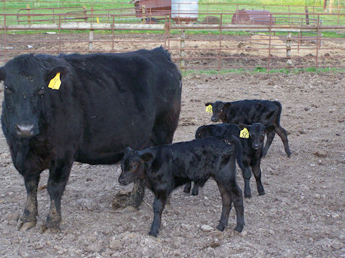 'Our cow had triplets!'