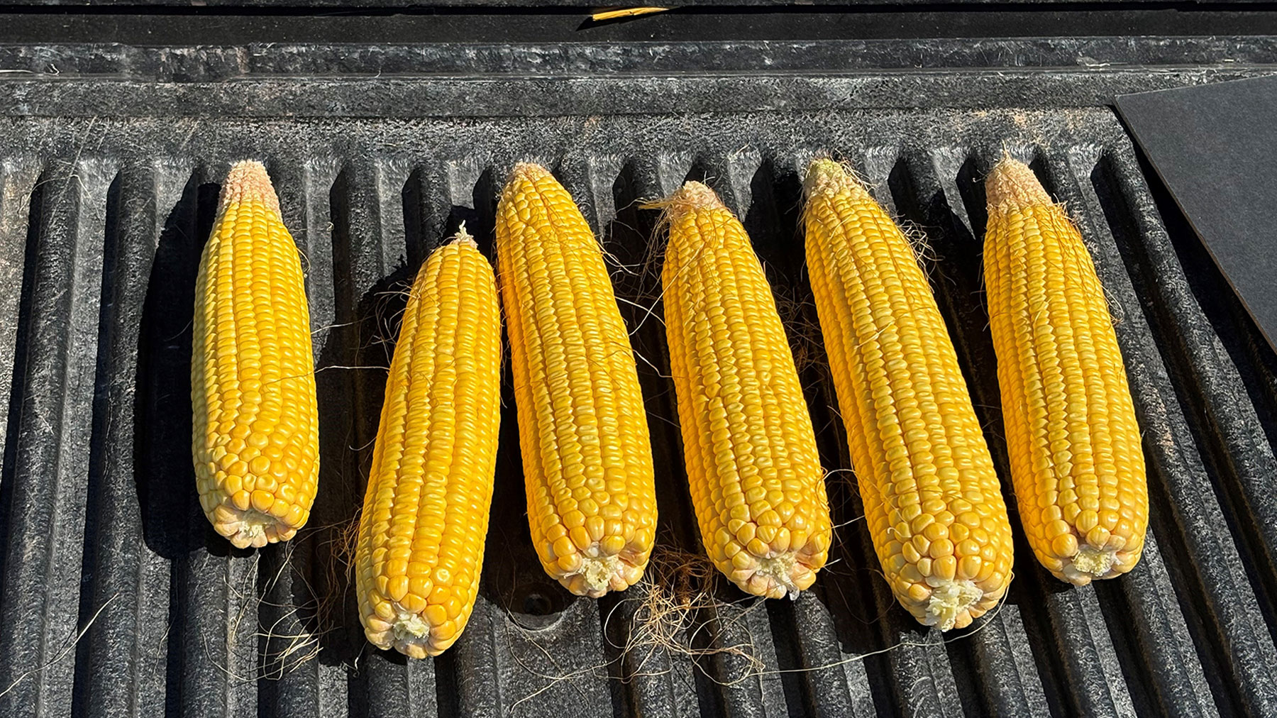 Zero in on kernel size for corn yield estimates