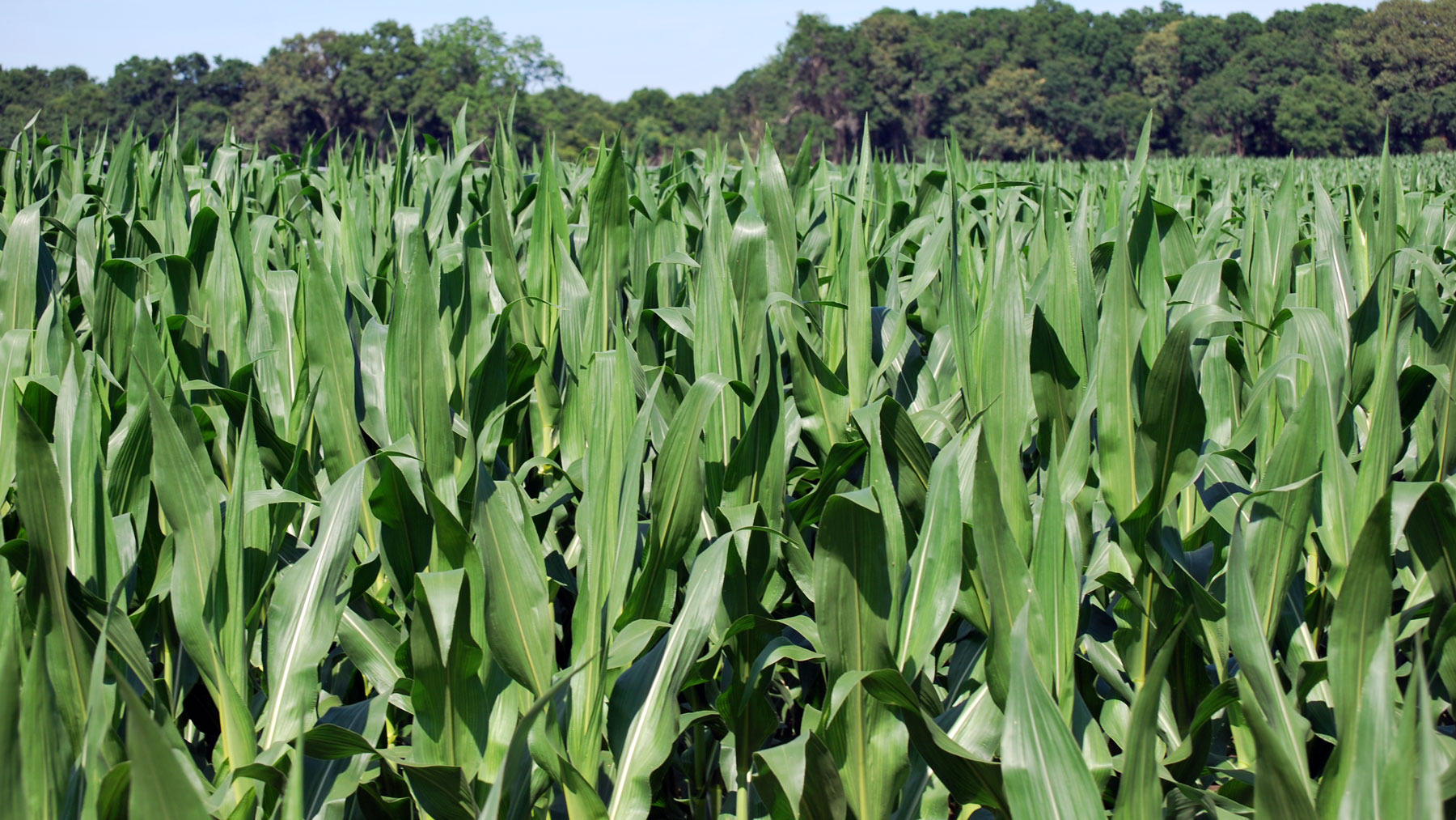 A positive feedback loop builds corn yields