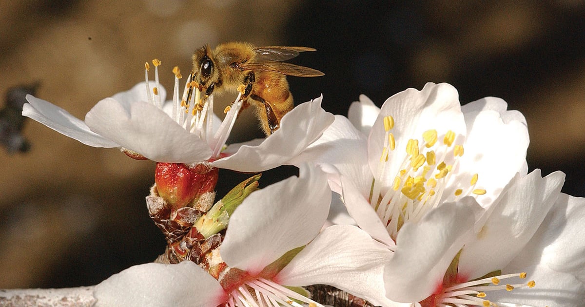 Pollination season awaits almond growers