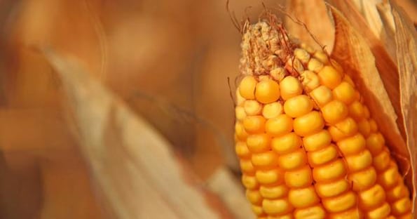 Midwest drought no boon for California corn producers | Farm Progress