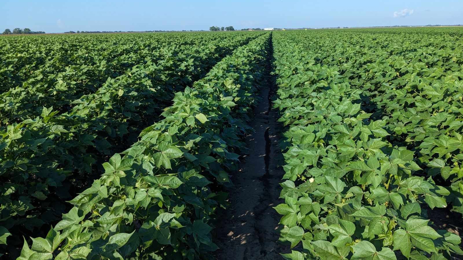 Insect pests active in early cotton