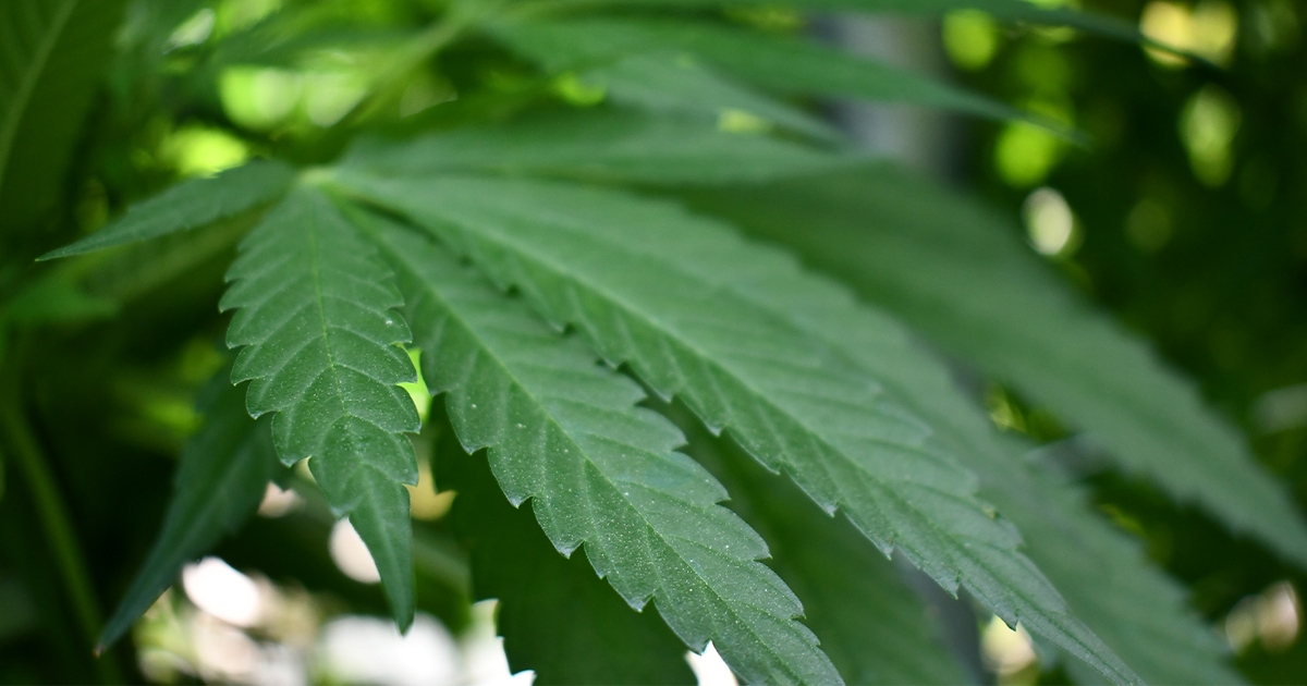 Hemp misconceptions, and facts you should know