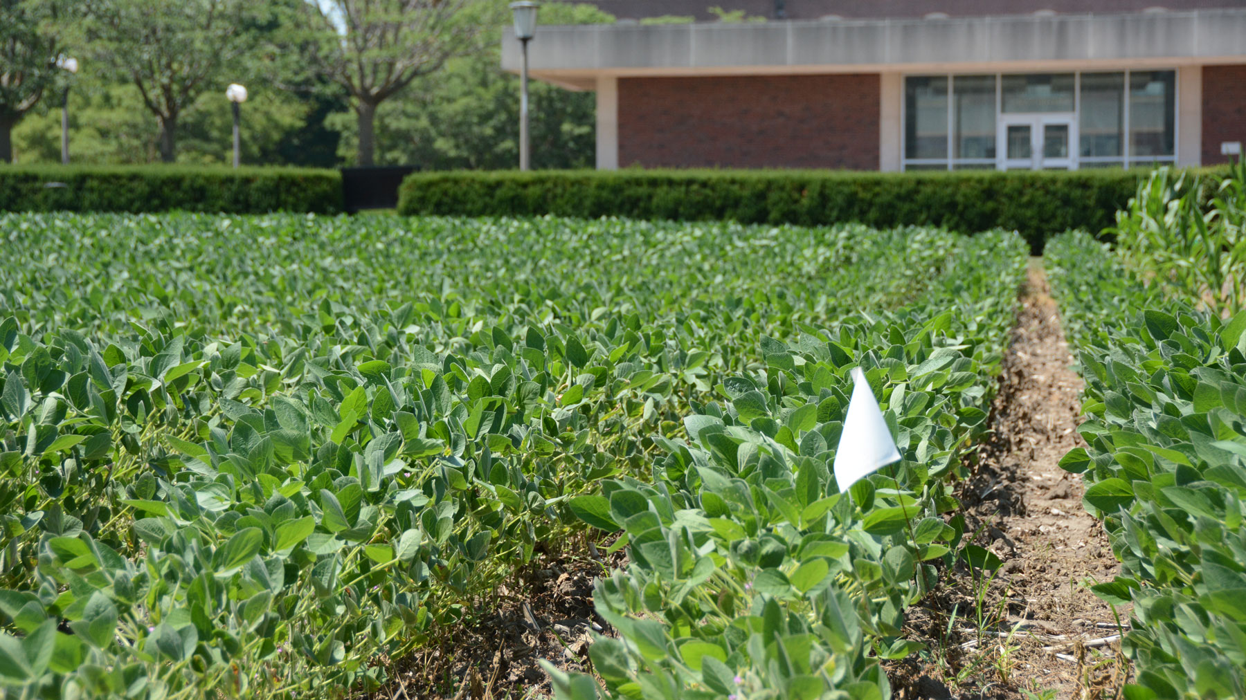 What are the Morrow Plots?