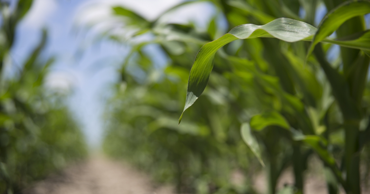 Foliar fertilizer facts: timing and temperature