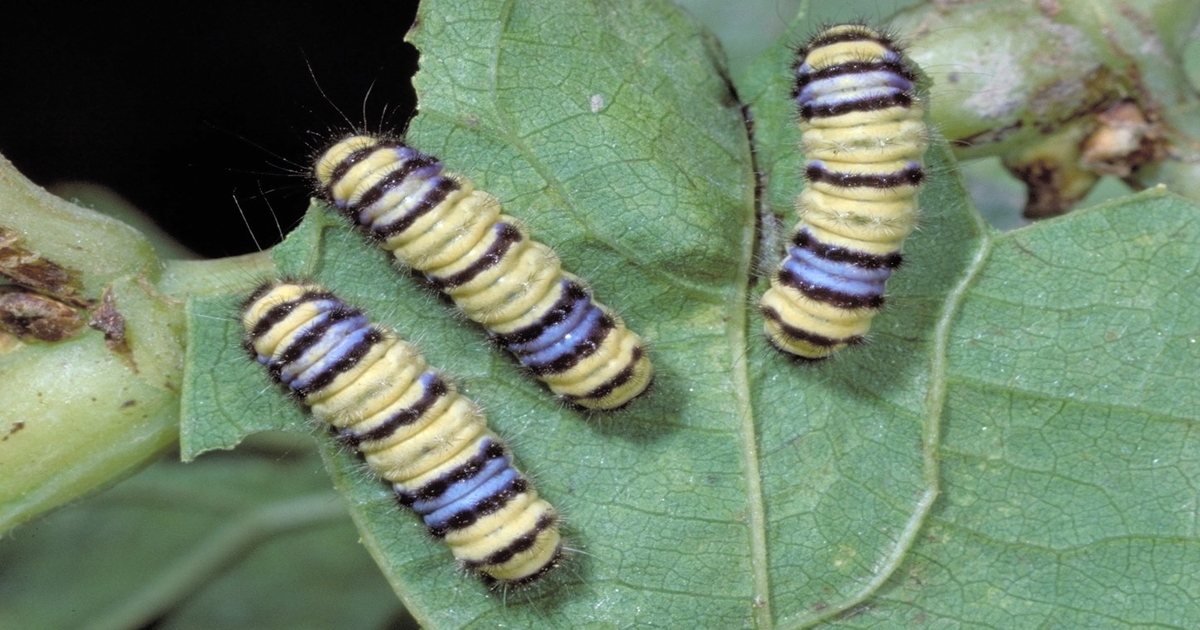 Up close: Western grapeleaf skeletonizer pest | Farm Progress