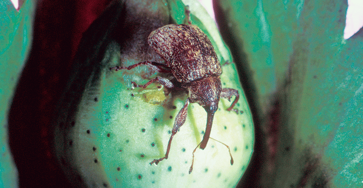 Two boll weevils trapped in Mississippi: origin uncertain