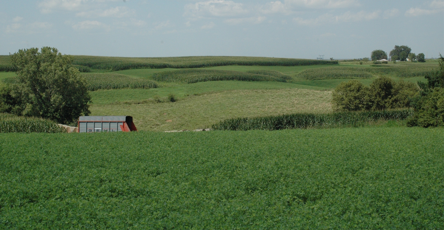 How to grow corn sustainably