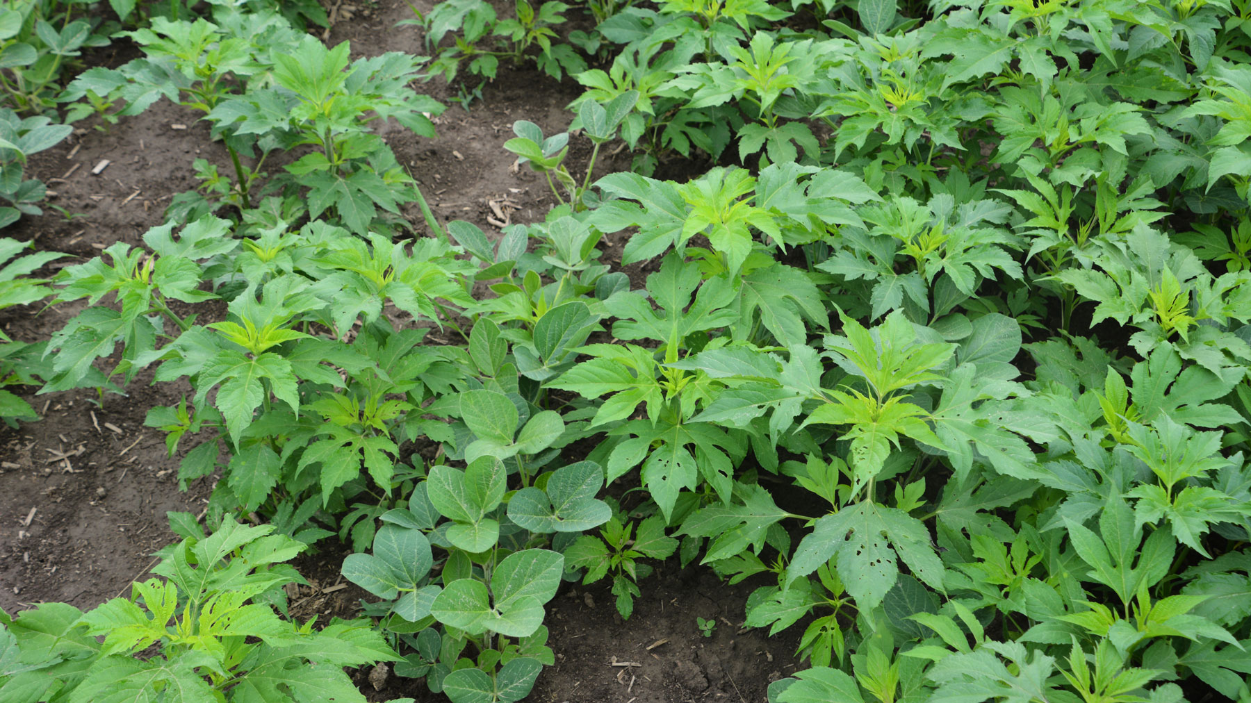 Lay foundation for giant ragweed control