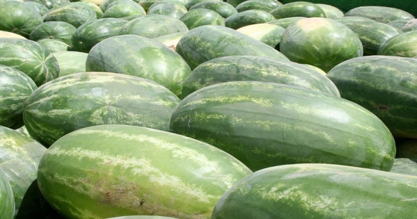 Watermelon gives up clues to disease resistance | Farm Progress