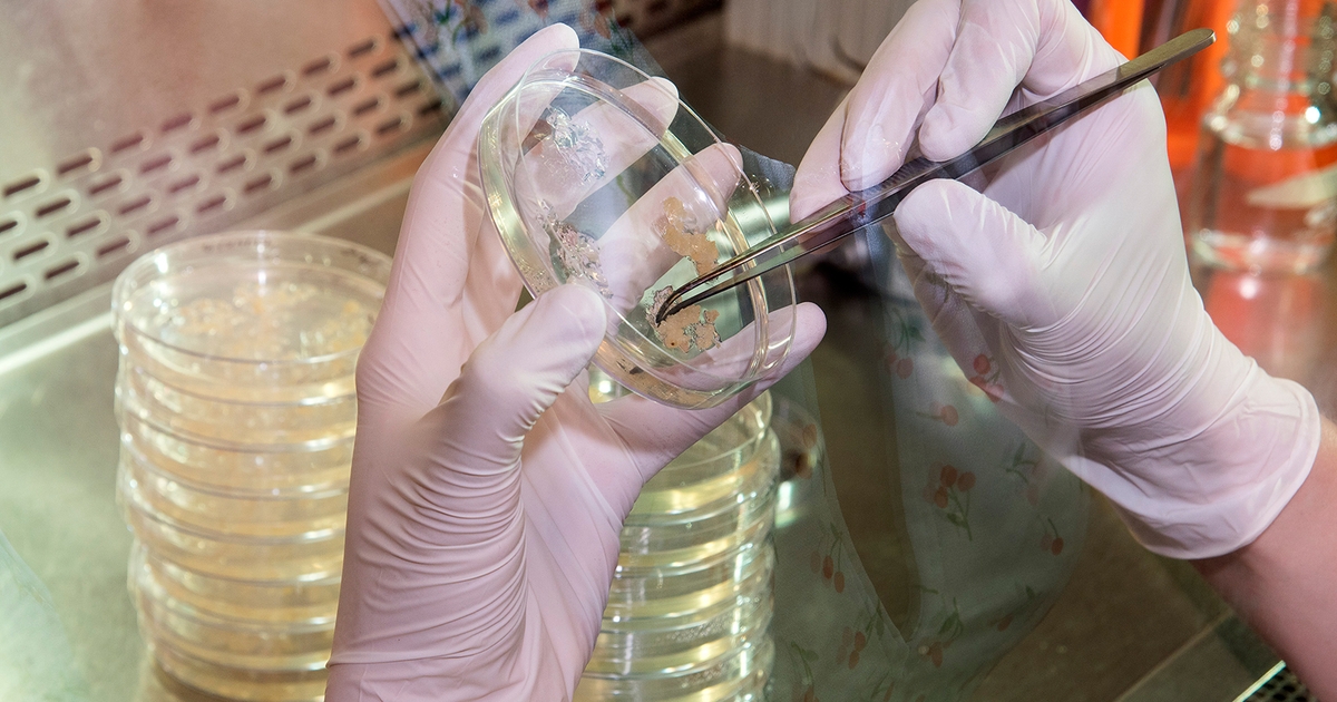 rice Arkansas gene editing CRISPR pigweed