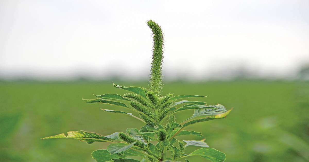 New free software helps control pigweeds in South