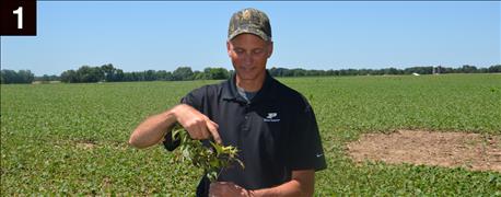 6 things to learn about weeds while walking fields