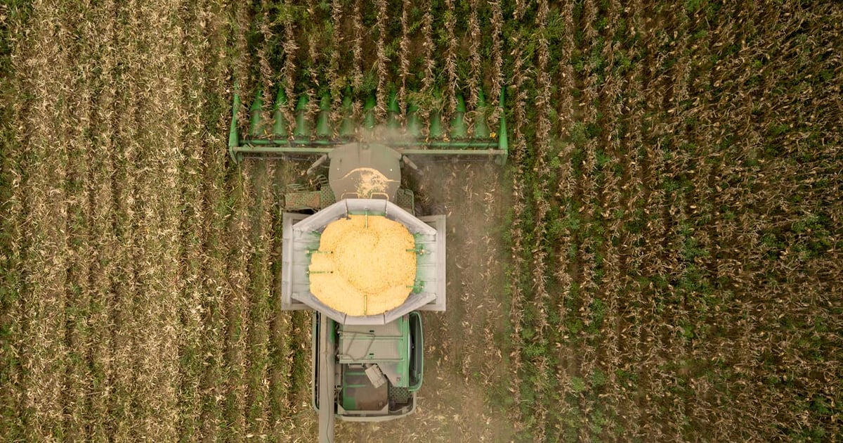 USDA cuts corn, soybean crops