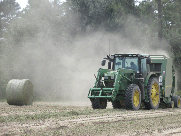 Peanut hay: A few things to remember this harvest