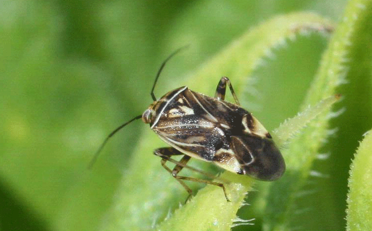 (Gallery) Tarnished plant bugs unusually high in Georgia cotton this ...