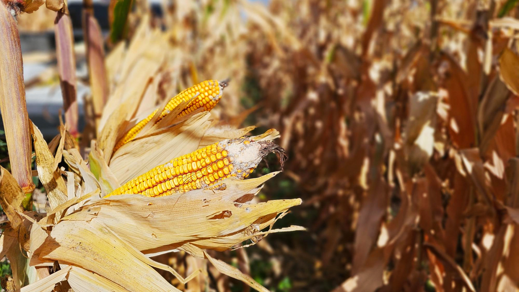 Corn recent news | Farm Progress