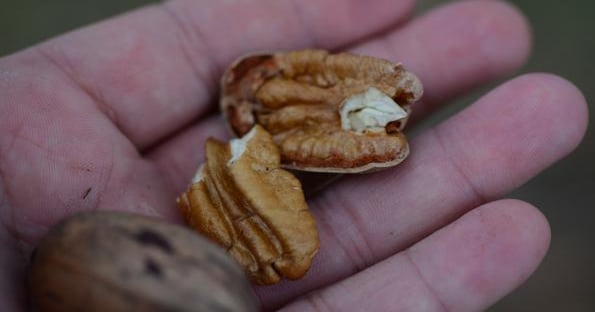 Combination of issues lower pecan expectations
