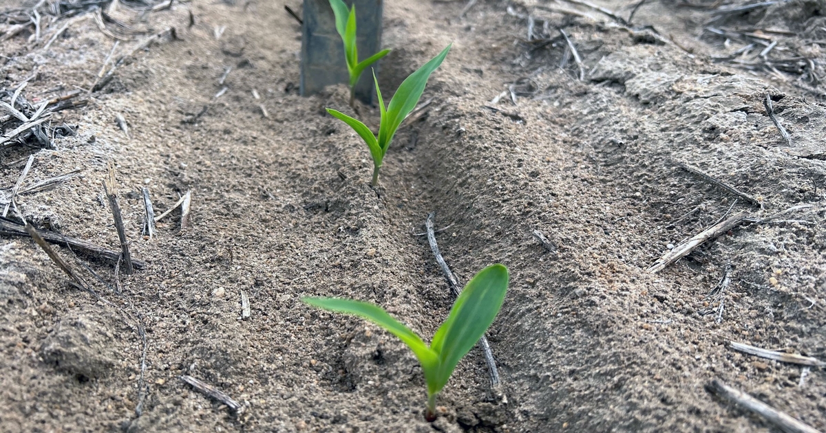 The first corn field of 2023