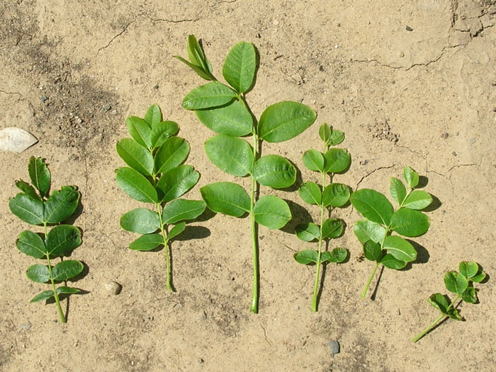 Using nickel to solve 'mouse ear' issue in pecans