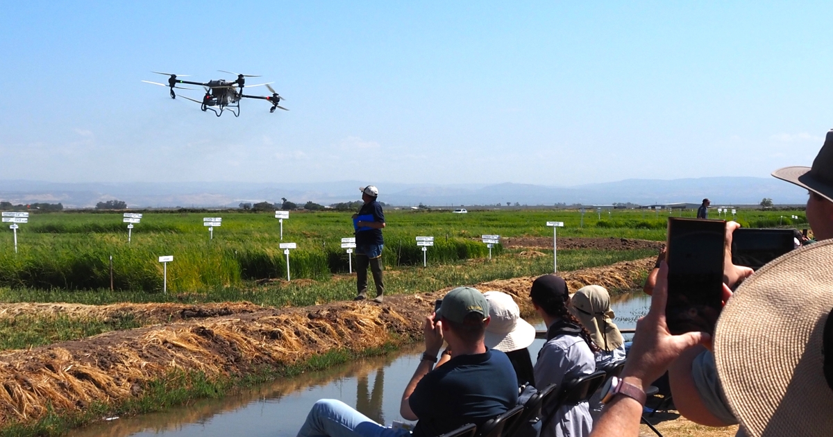 Drone technology in rice farming: Benefits, risks