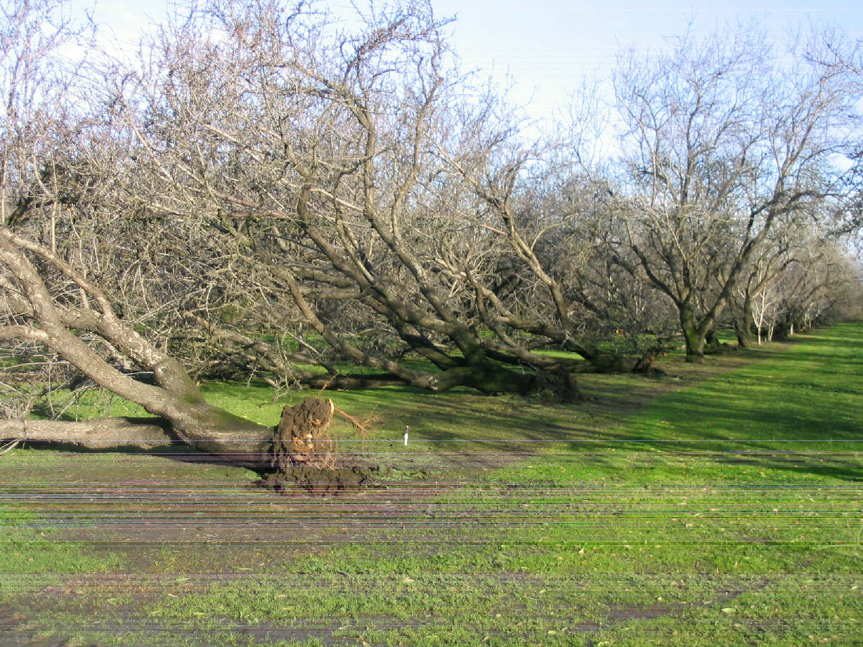 Storm-damaged California orchards tied to two culprits