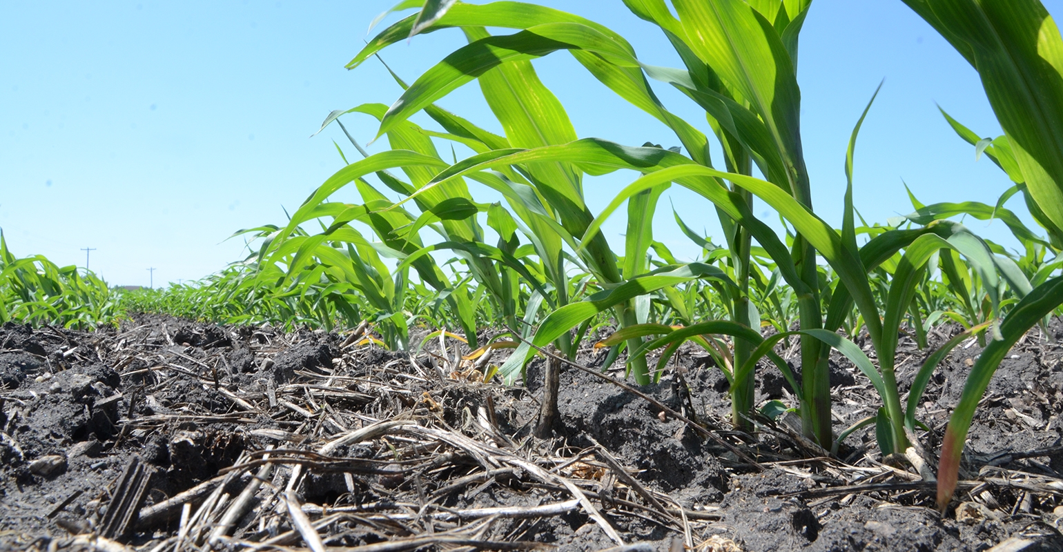 Nitrogen-making microbes show results