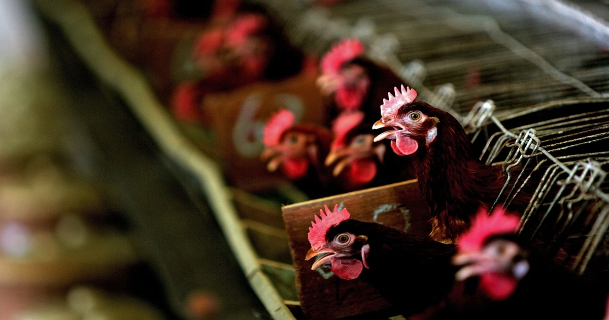Newcastle disease disrupts international chicken trade