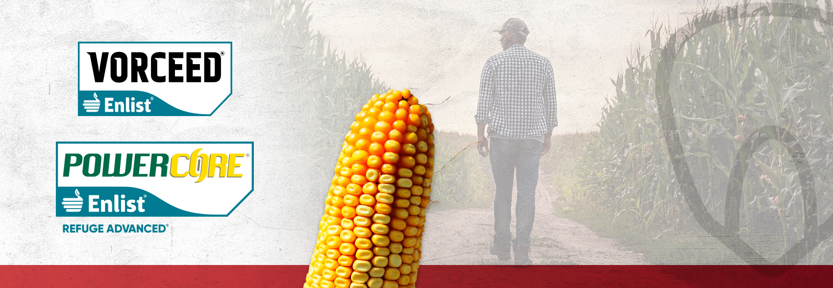 Corn hybrid innovation from Dairyland Seed